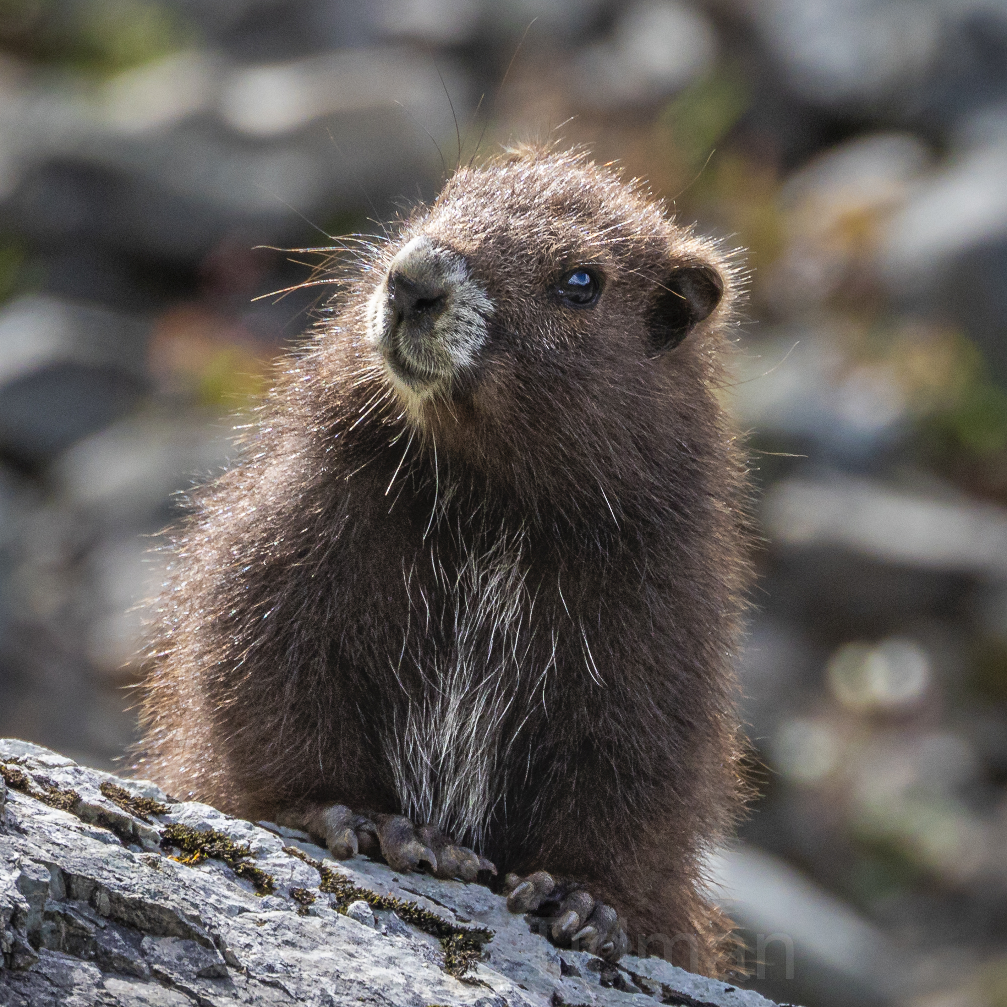 Vancouver Island Marmot Recovery - 'Na̱mg̱is First Nation